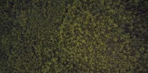 Divisions - CellMark